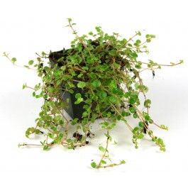 Pilea