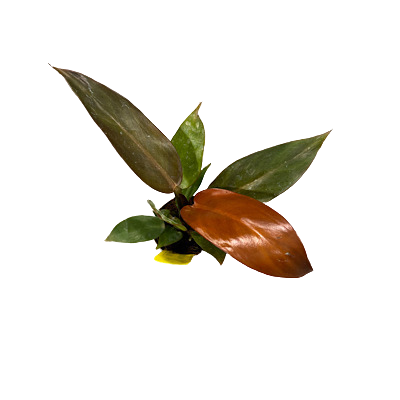 Sun Red Philodendron