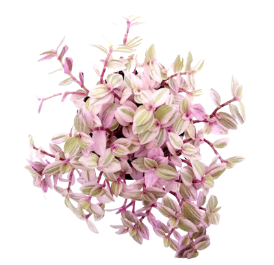 Pink Panther Callisia Repens Tradescantia