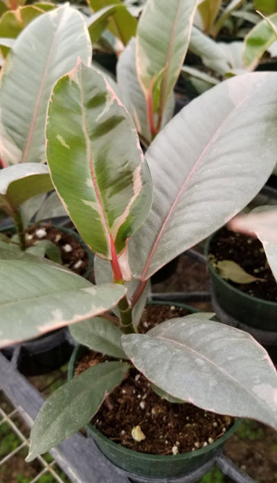 Ficus Rubber Ruby