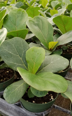 Ficus Lyrata Little Sunshine