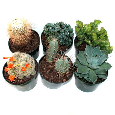 Assortment
