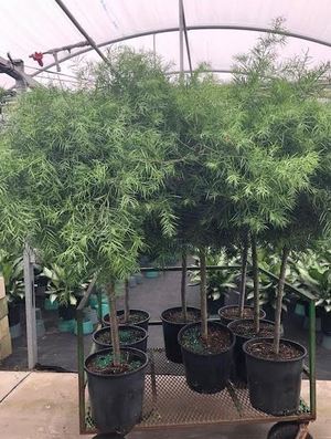 14" Podocarpus Standard